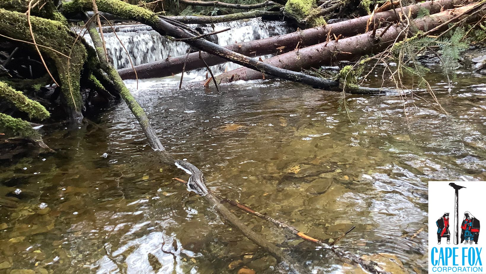 Stream Restoration Workshop a Success — Thanks to CFC | Cape Fox ...